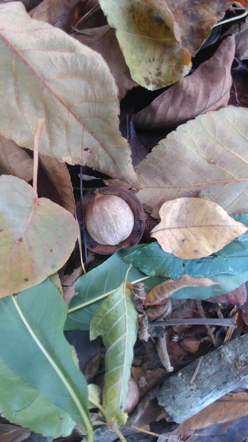 Hickory nut in leaves stock photo. Image of natural - 145039238