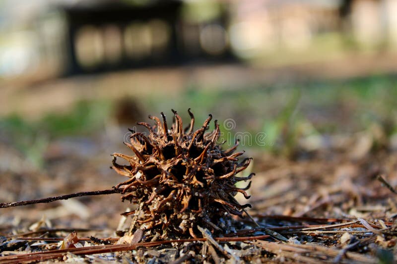 Chestnut Shell Near Lake Sinclair Georgia Stock Image - Image of twig ...