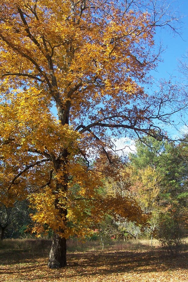 Hickory Tree In Fall 2 Picture. Image: 142088534