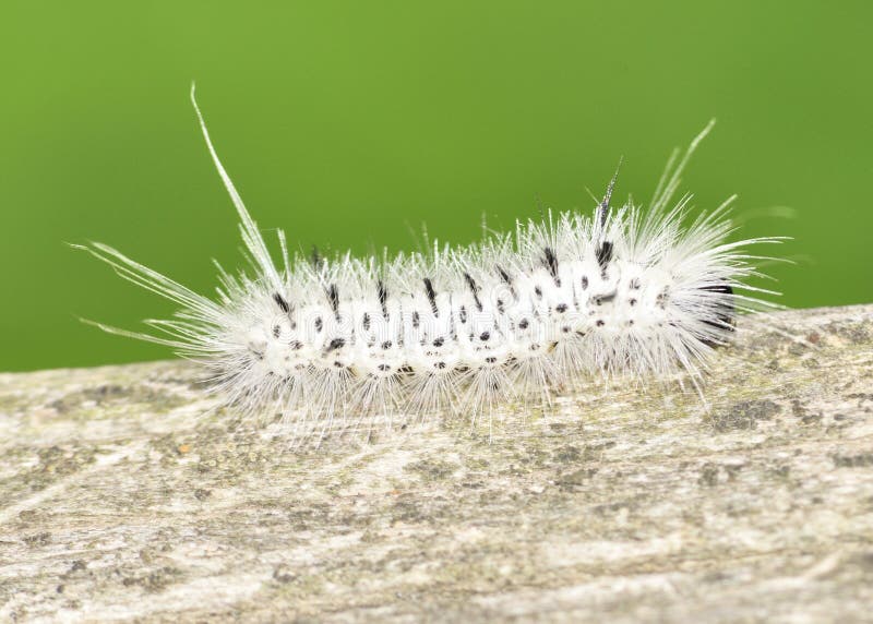 Hickory Tussock Moth Caterpiller Stock Image - Image of entomology ...