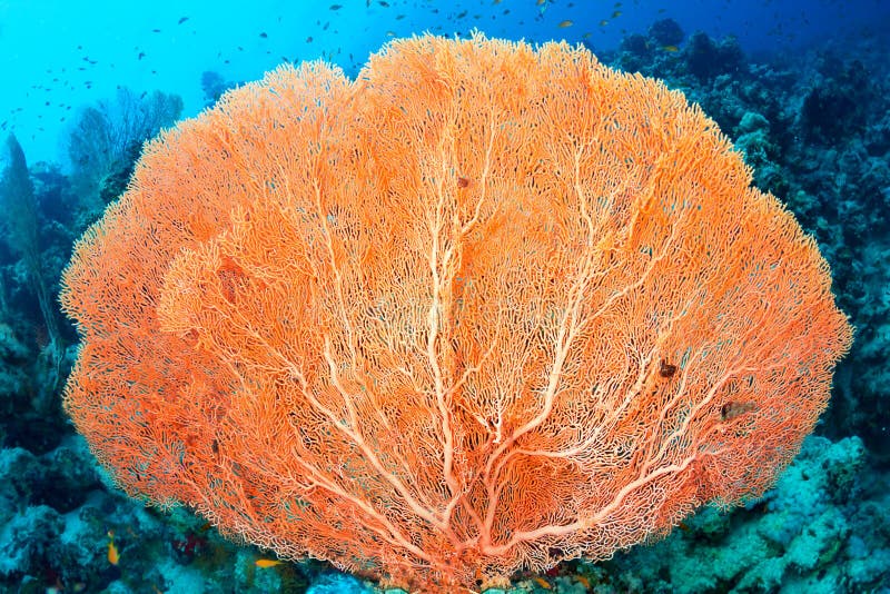 Hickson s fan coral stock photo. Image of nature, colorful - 21890456