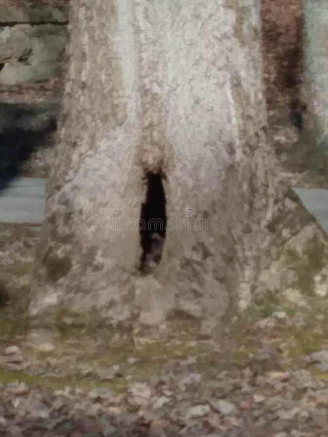 Hidden animal tree den stock photo. Image of cave, wildlife - 209926100