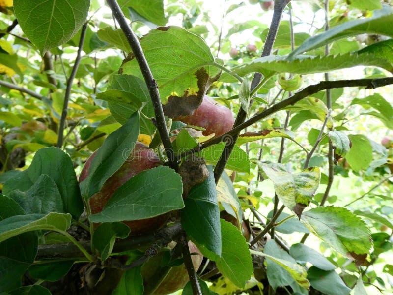 Hidden Apple Duo stock photo. Image of green, orchard - 338590978