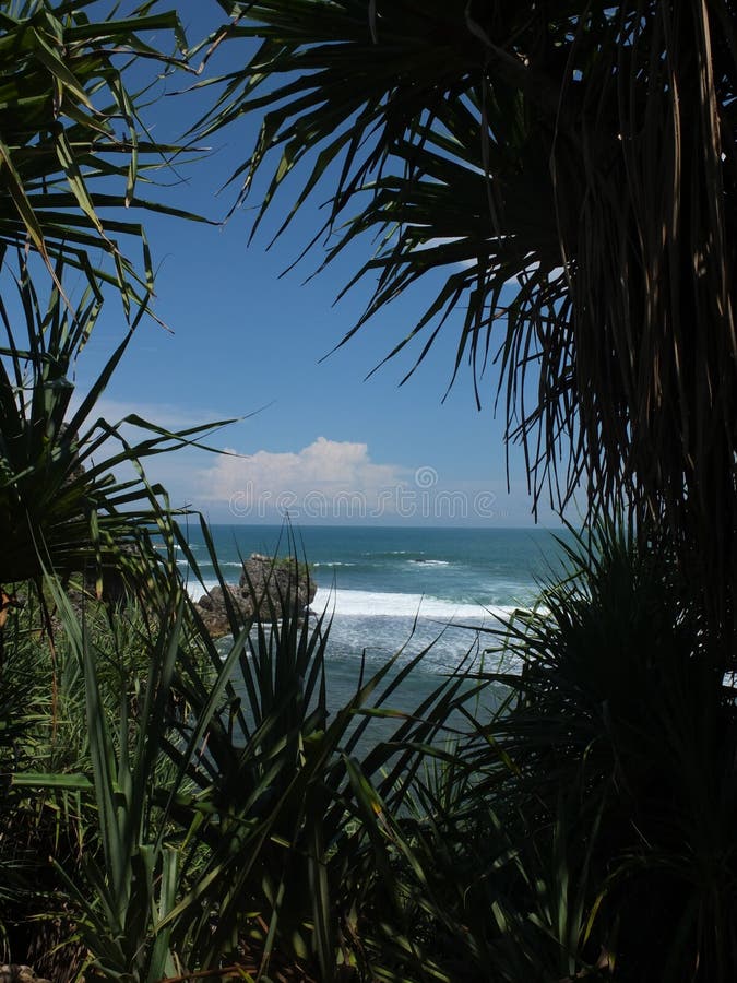 Hidden Beach Behind Pandanus Trees Stock Image - Image of trees, beach ...