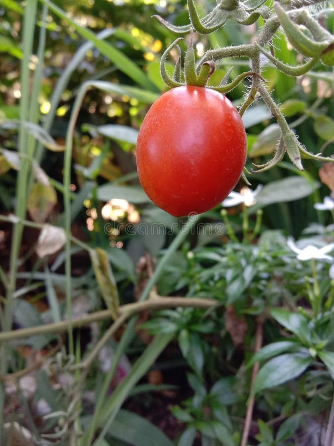 The Hidden Beauty of Tomato: Living with Freshness Stock Image - Image ...