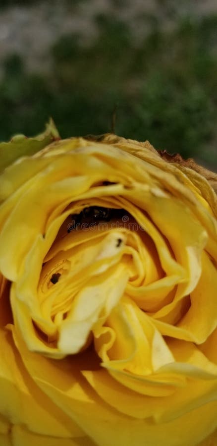 Hidden bee stock photo. Image of hidden - 163350934