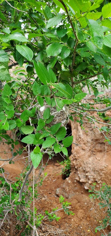 Hidden Bird nest in tree stock image. Image of nest - 248984763