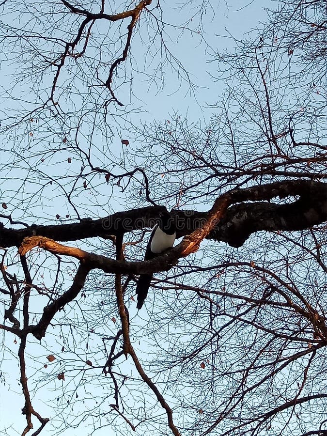 Hidden Bird Perched on Tree Branches Stock Photo - Image of bird ...