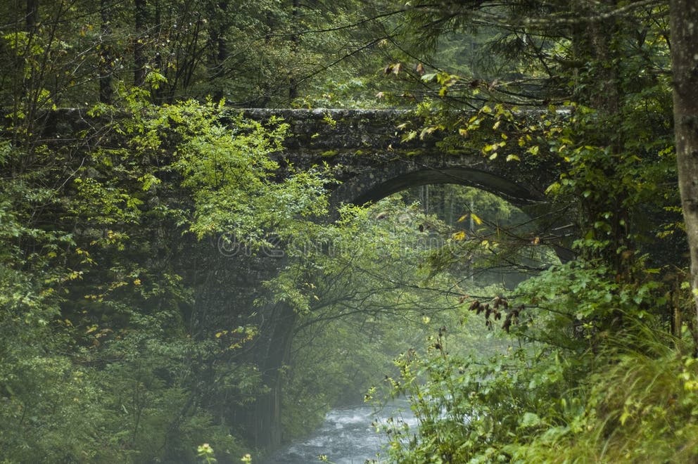Hidden bridge stock photo. Image of morning, river, leaves - 12515958