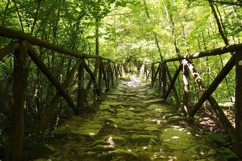 A Hidden Bridge in the Forest. Stock Image - Image of small, tree ...