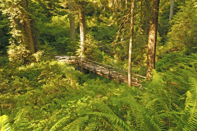 Hidden Bridge in the Redwoods Stock Photo - Image of quiet, habitat ...
