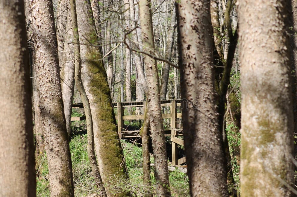 Hidden Bridge ways stock image. Image of tree, woodland - 361888001