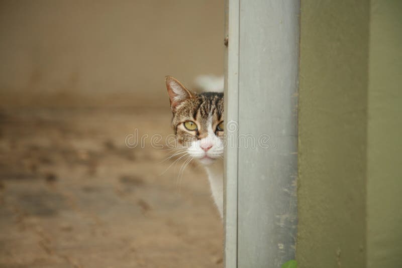 Hidden Cat stock image. Image of member, family, kitten - 905467