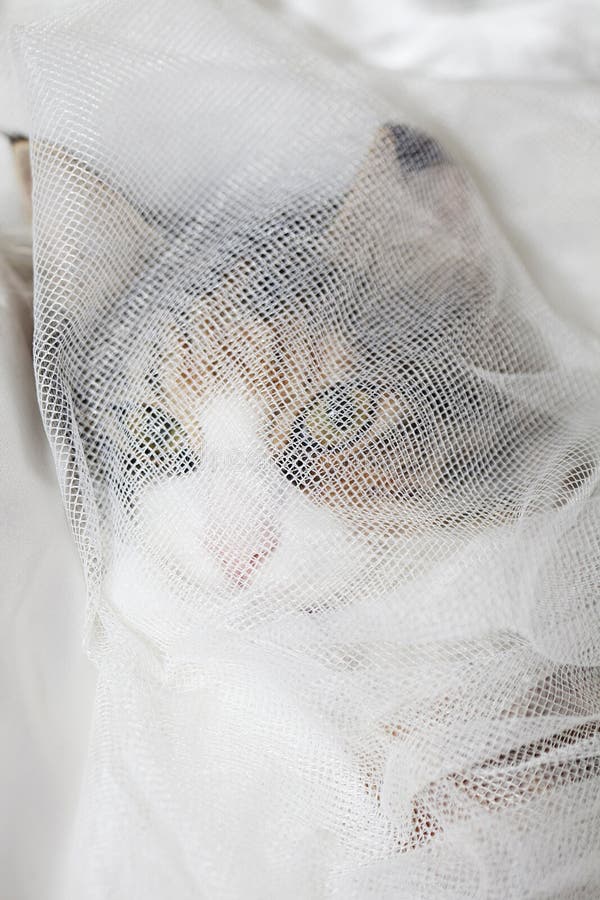 Hidden cat stock image. Image of white, animals, ginger - 40645667