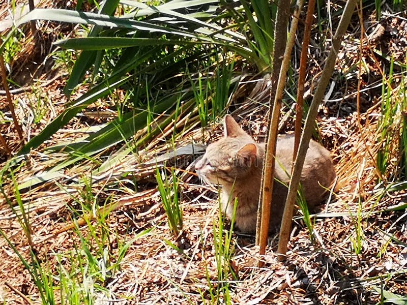 Hidden cat stock image. Image of plants, hidden, green - 177322913