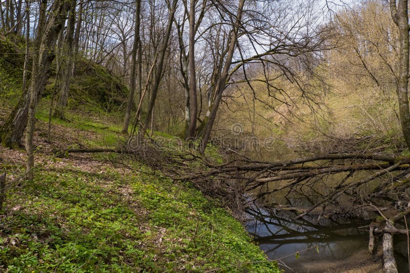 Hidden Countryside Path, Forest Thickets after Rain, Still River ...