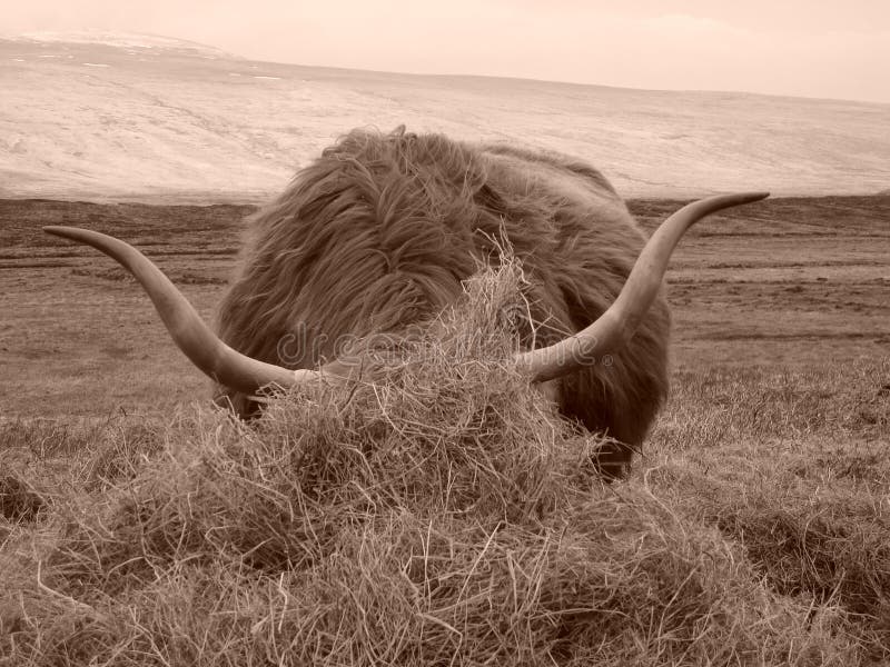 The hidden cow stock photo. Image of hidden, scotland - 266056030