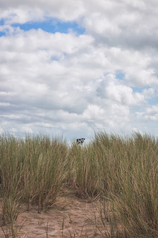 Hidden cow stock image. Image of nature, beach, animal - 98015185