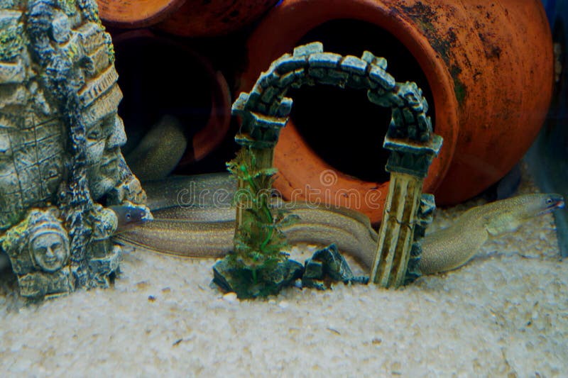 Hidden Electric Eel Fish in an Aquarium Stock Image - Image of green ...