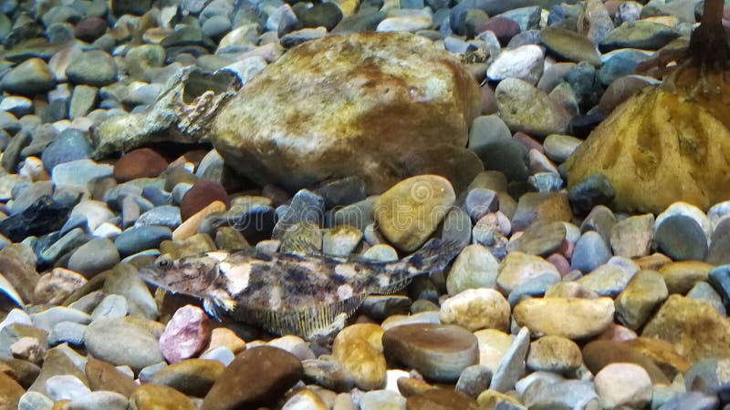 Hidden Fish Behind Stones Red Color Environment Stock Photo - Image of ...