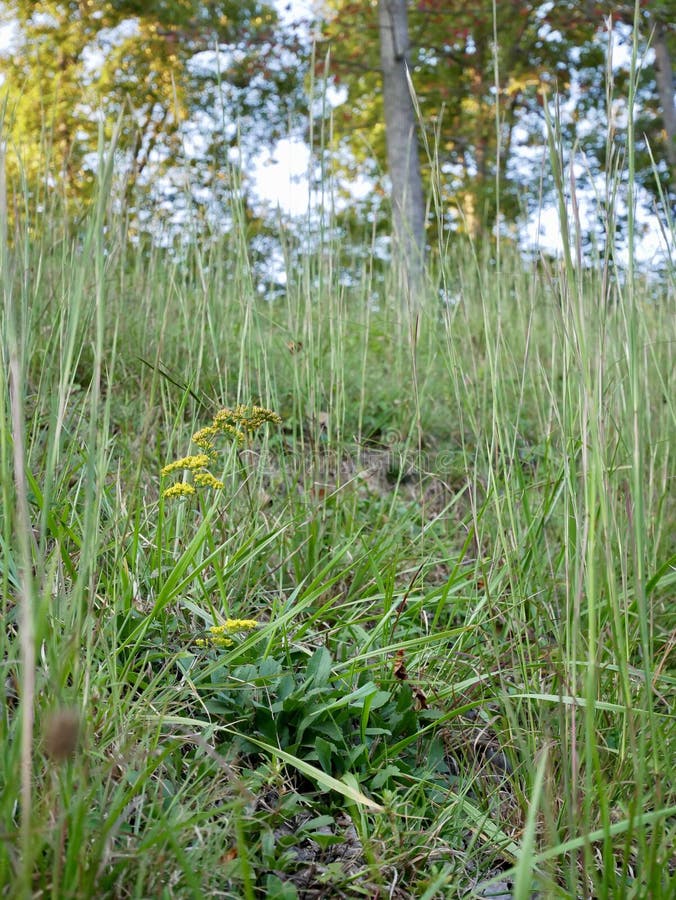 The hidden flower stock image. Image of black, espaaplusmn - 82988107