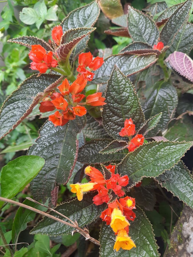 Hidden Flower in Indonesian Tropical Forest Stock Image - Image of ...