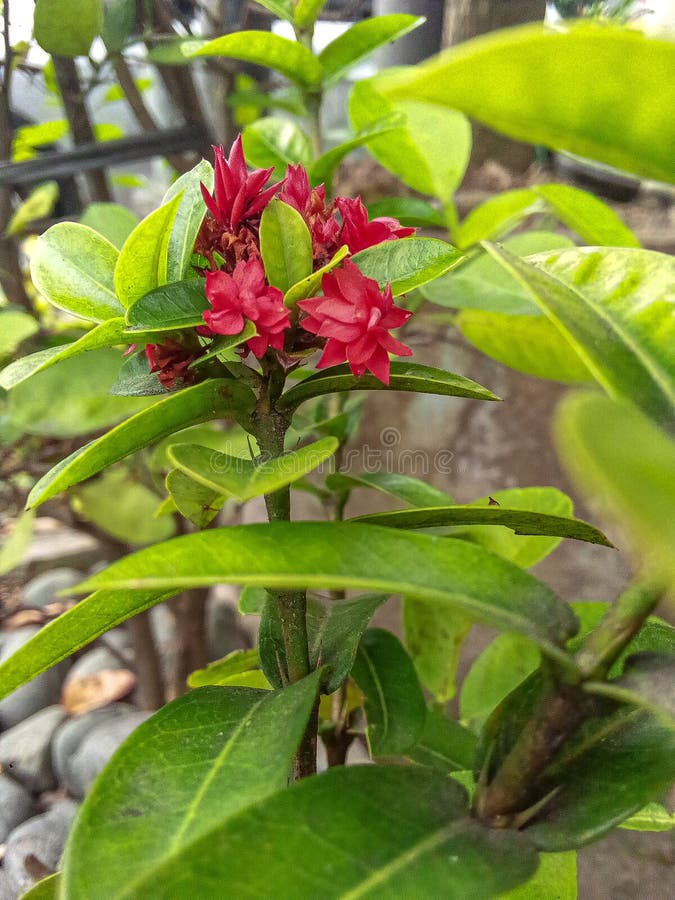 The hidden flower stock image. Image of black, espaaplusmn - 82988107