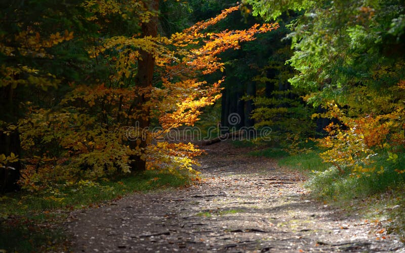 Hidden Forest Path stock image. Image of season, rural - 80404555