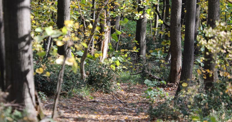 Hidden forest path stock video. Video of ecosystem, time - 165315295