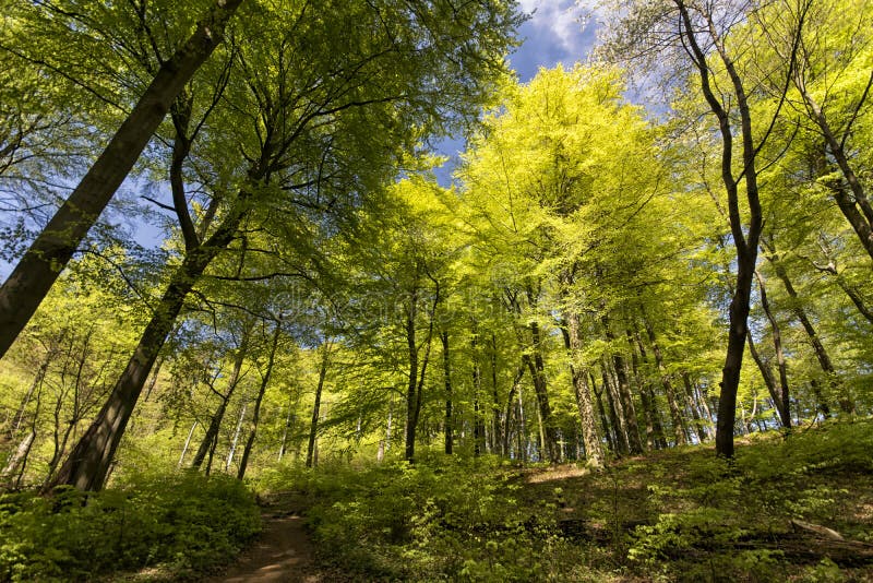 The hidden forest stock image. Image of adventure, remote - 65492691