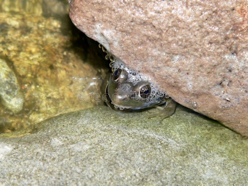 Hidden Frog stock photo. Image of water, green, amphibian - 1103534