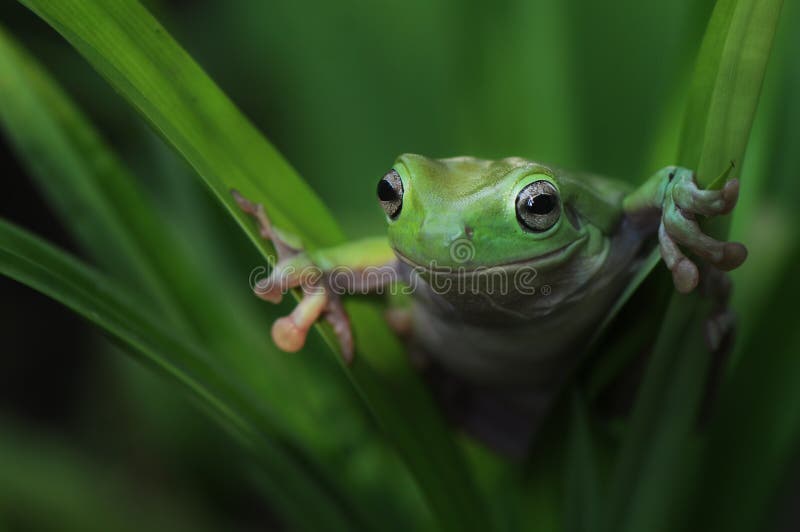 Hidden Frog stock image. Image of animals, hidden, green - 97945875