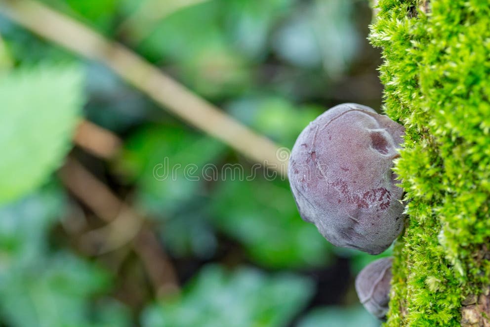 Hidden fungus stock image. Image of wild, fungus, moss - 70737089