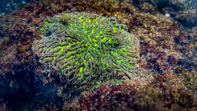 Hidden Gem: Lush Green Coral in a Tidepool on the Beach Stock Photo ...
