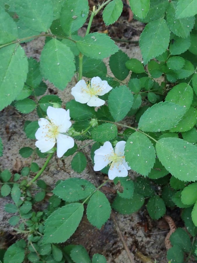 Hidden Gems stock image. Image of gems, hidden, petal - 224322849