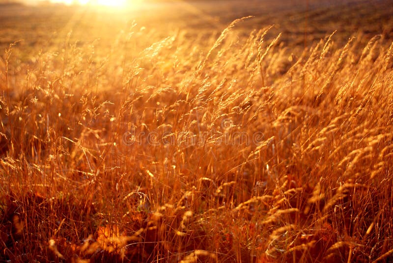 Hidden in the grass stock image. Image of activity, blue - 4474827