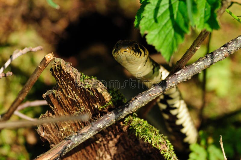 Hidden Grass Snake stock photo. Image of ringed, snake - 20088864