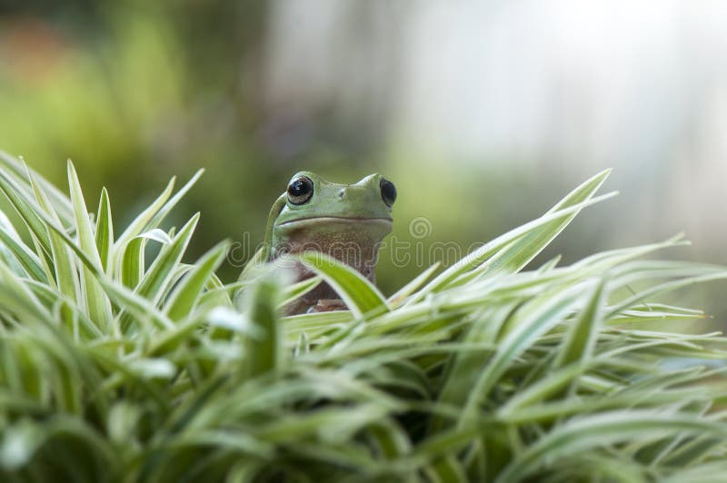 Frogs Duel Stock Photos - Free & Royalty-Free Stock Photos from Dreamstime