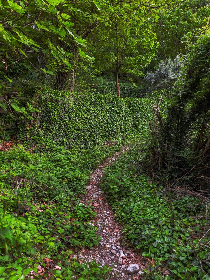 Hidden Green Path in a Forest Stock Image - Image of sparse, mood ...