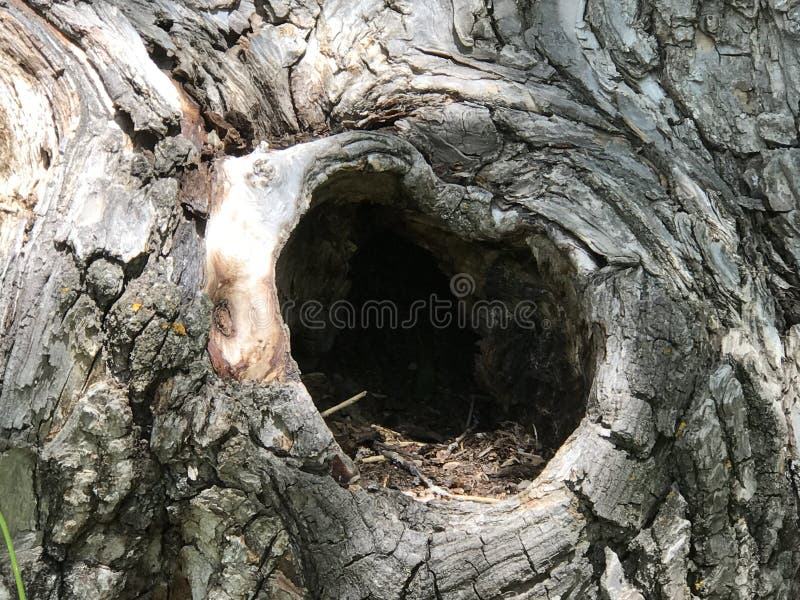 Hidden home stock photo. Image of animal, tree, house - 94892282