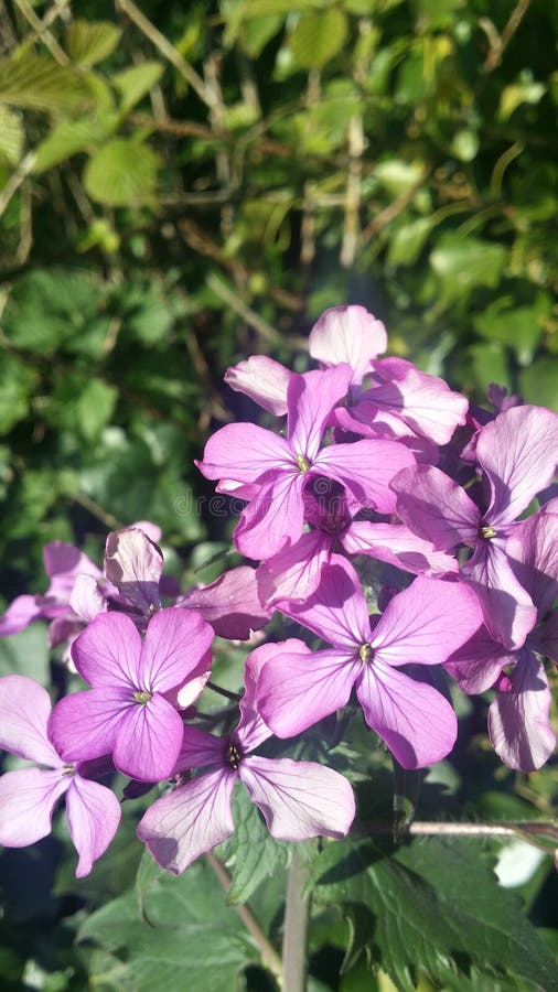 Hidden jems stock photo. Image of pink, little, flowers - 92607850