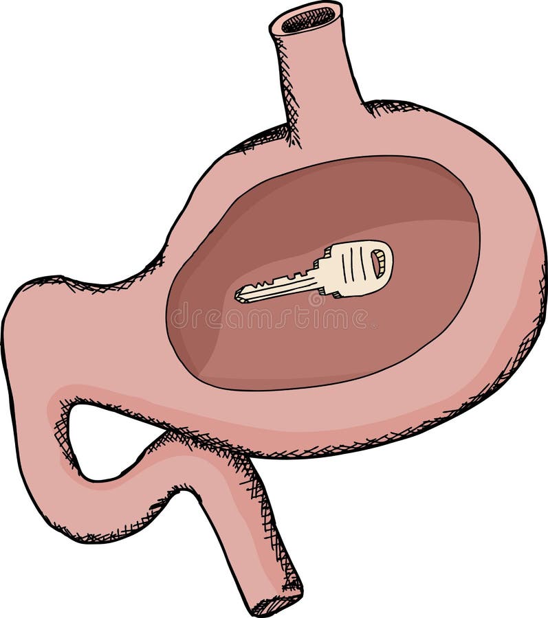 Hidden Key in Stomach stock vector. Illustration of anatomy - 43884461