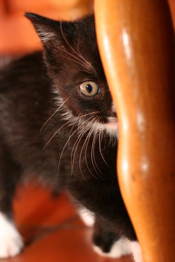 Hidden kitty stock image. Image of hand, sweet, child, catch - 169557