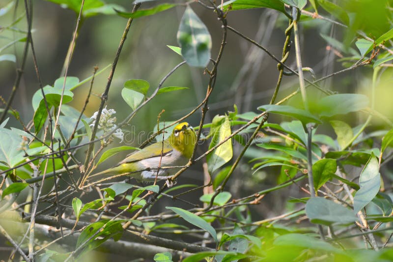Zosterops Palpebrosa Hidden among the Leaves of Eurya Emarginata Stock ...
