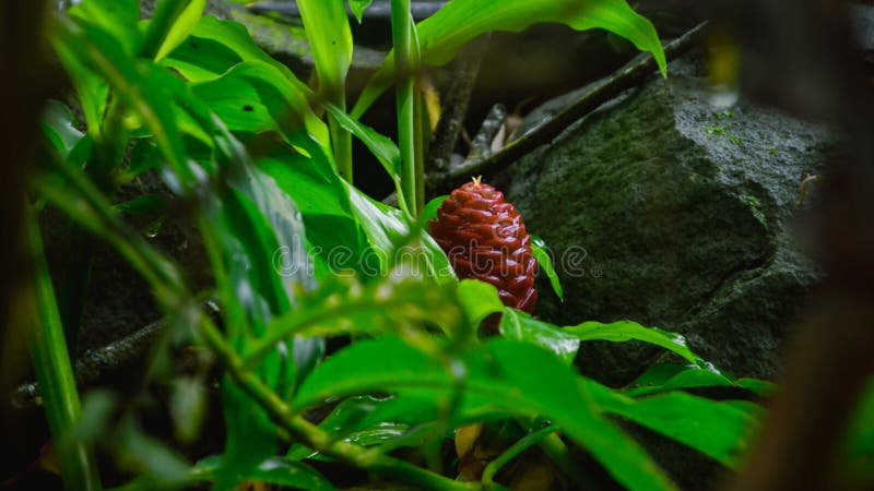 Hidden Lempuyang Plant Stock Photos - Free & Royalty-Free Stock Photos ...