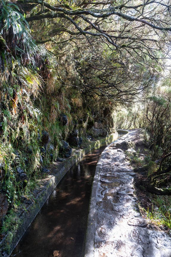 Hidden Levada Water Channel in Forest Path Stock Image - Image of ...