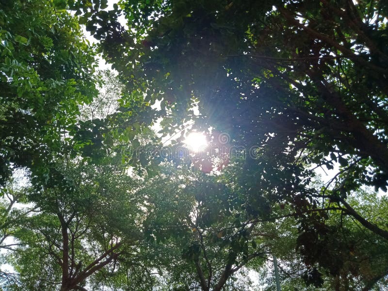 Hidden Light Behind the Trees Stock Image - Image of plant, tree: 206721693