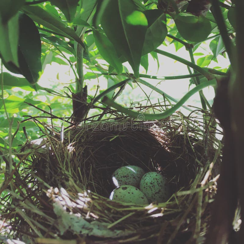 Hidden Little Nest stock photo. Image of right, beautiful - 211481484