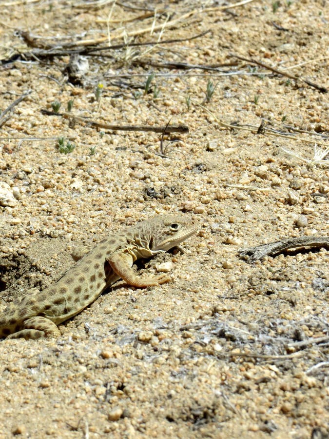 Hidden Lizard stock image. Image of creature, joshua - 30495697