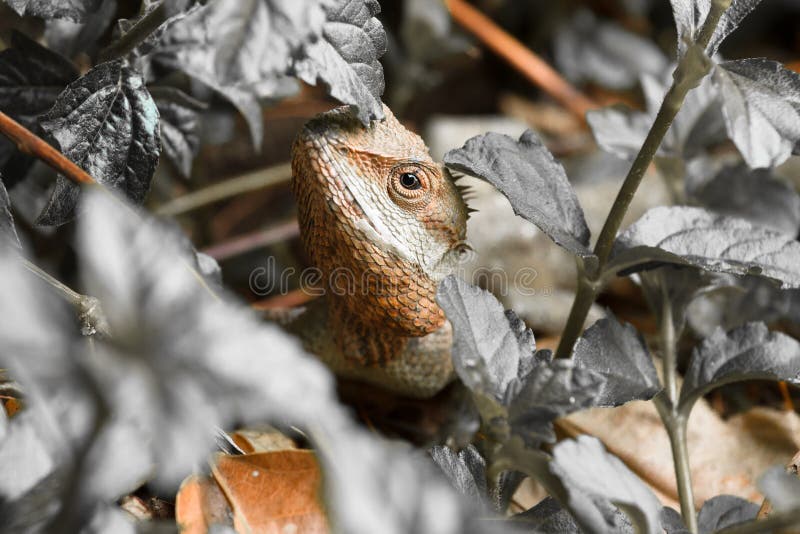 Hidden lizards stock photo. Image of lizard, color, green - 39954440